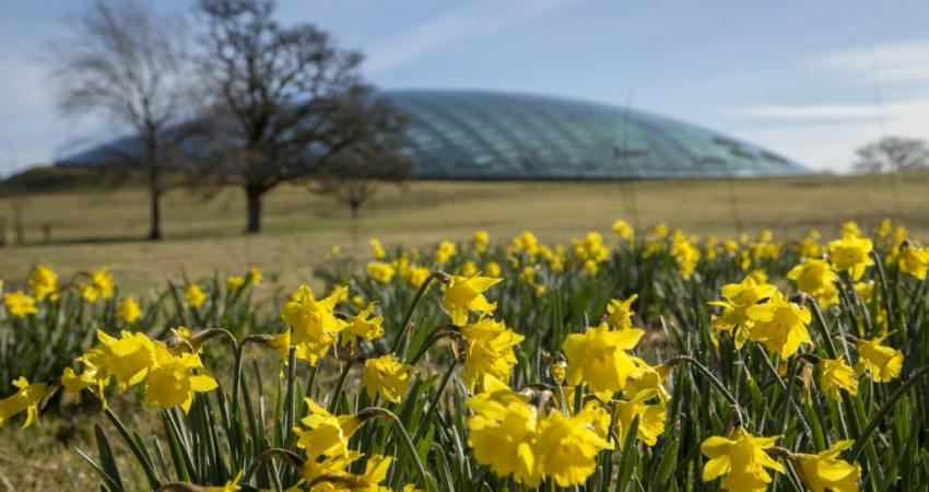 “Daffodils” Photography Exhibition at National Botanic Garden of Wales ...